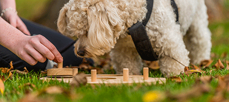 Logické hry a hlavolamy pro psy.